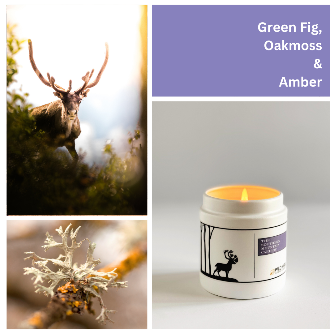 Wild Wax Candle Company